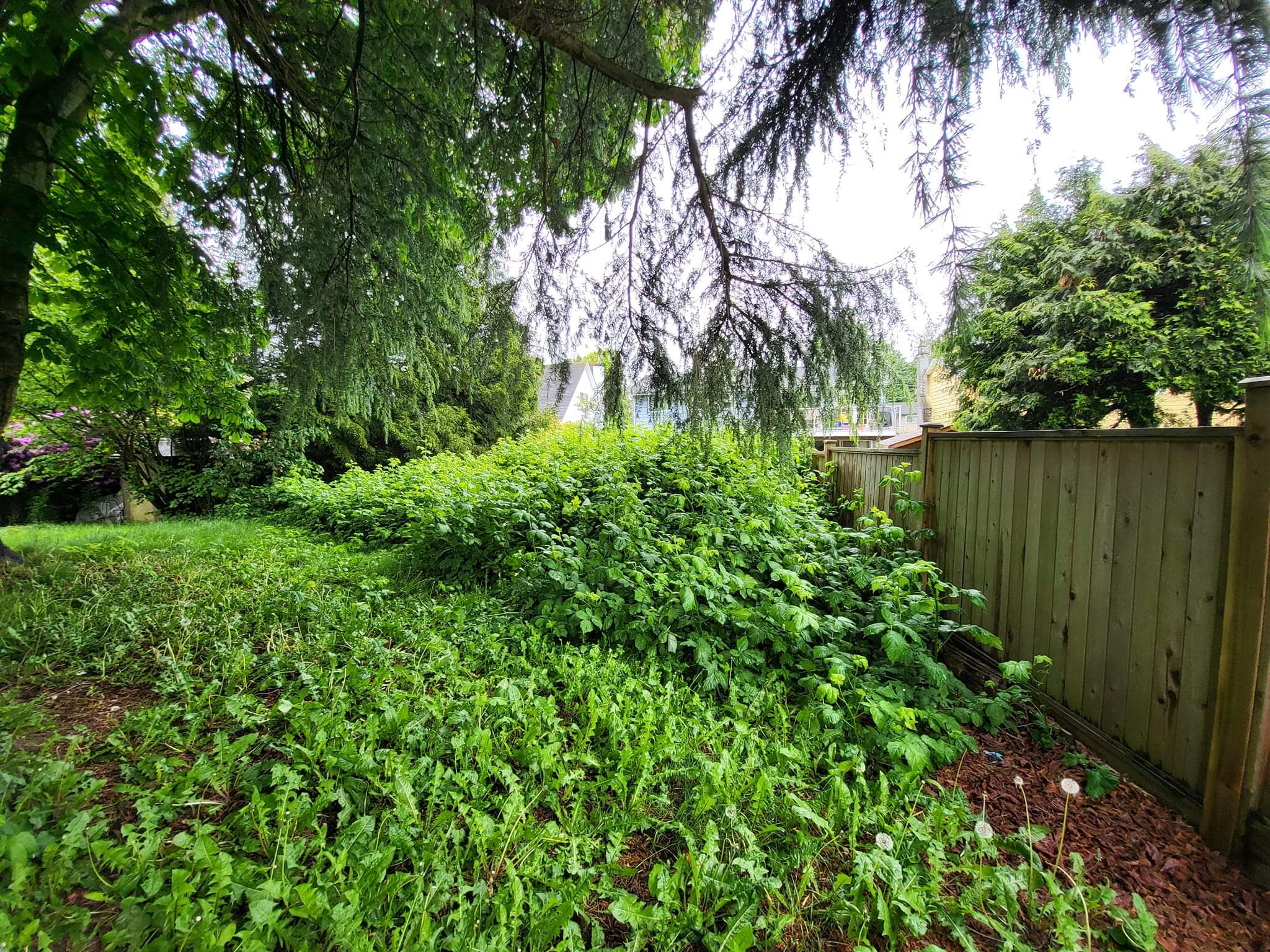 Blackberry Bush Removal in Maple Ridge, BC